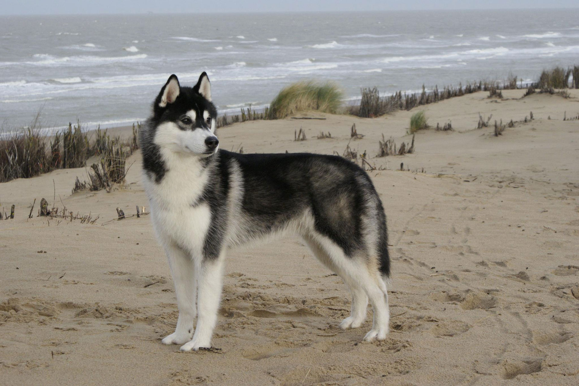 Expecting … – Siberian Huskies of Kahnawake