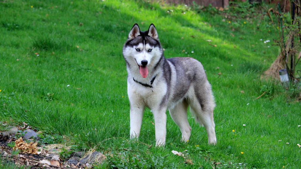 The Standard For Siberian Huskies – Siberian Huskies of Kahnawake