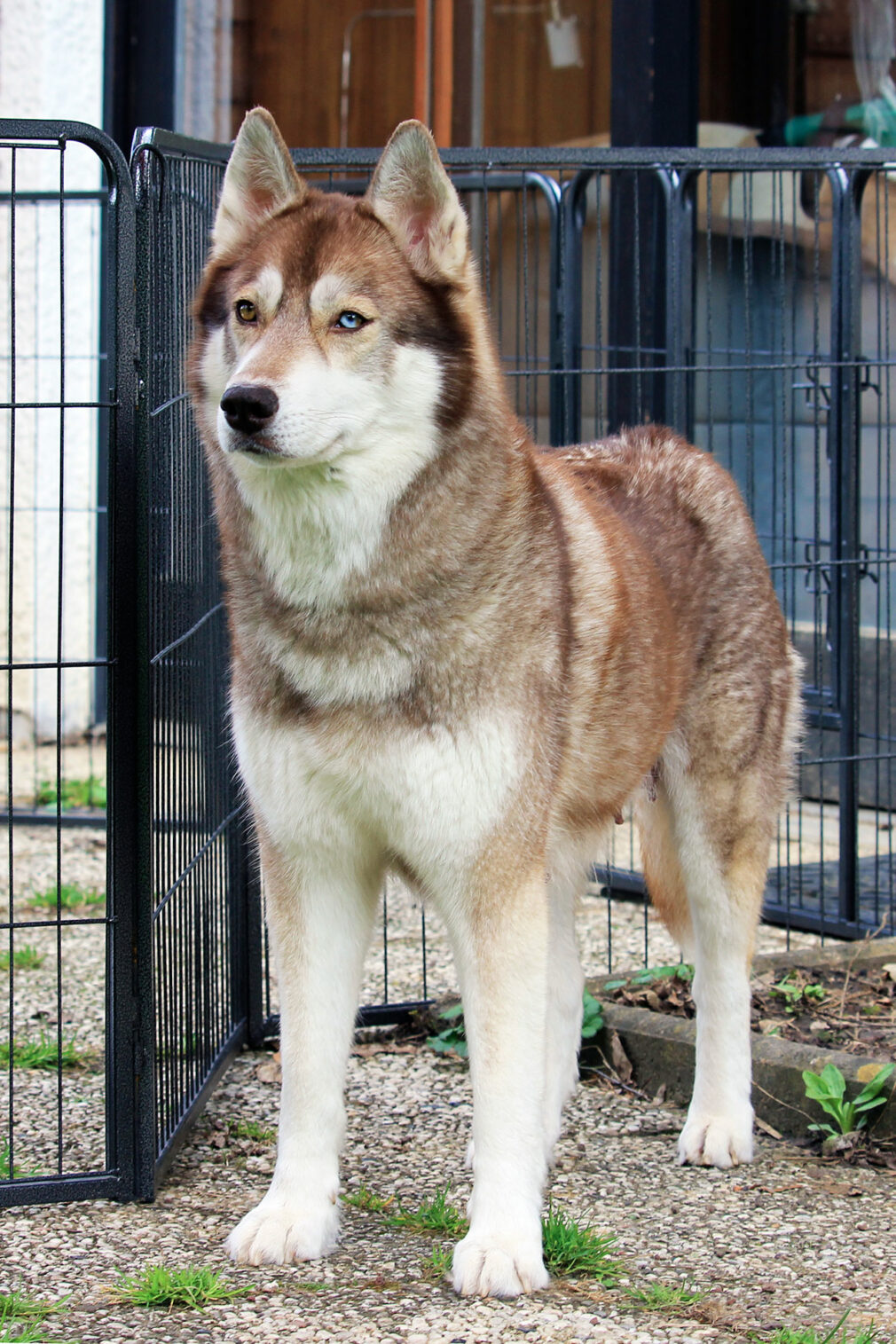 JCh Zausel’s Red Rose – Siberian Huskies of Kahnawake
